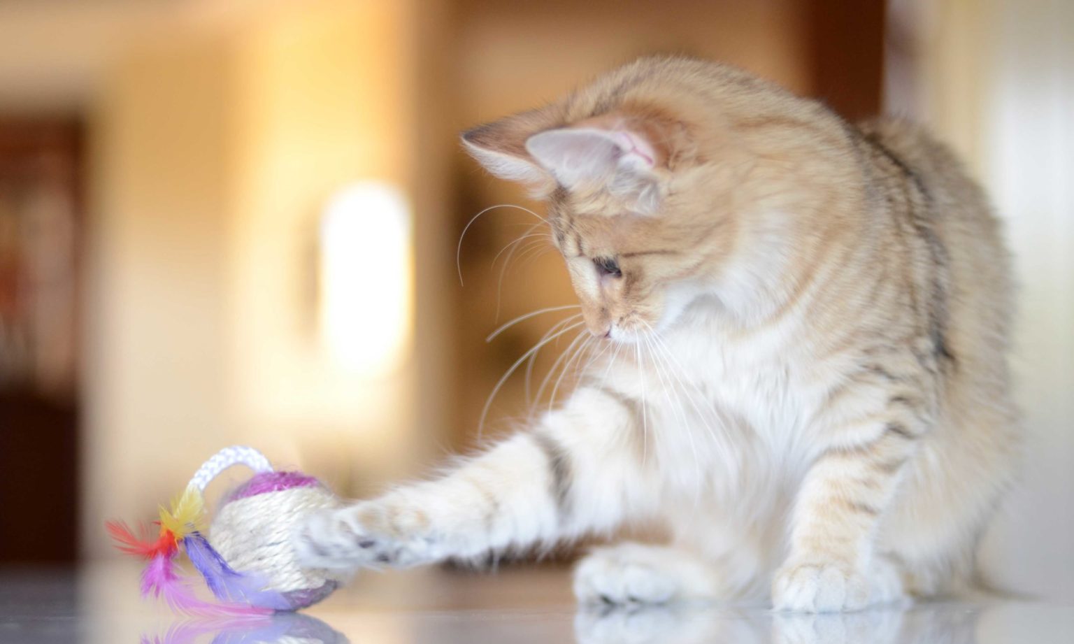 Amber Norwegian Forest Cat – Blue Lynx Cattery
