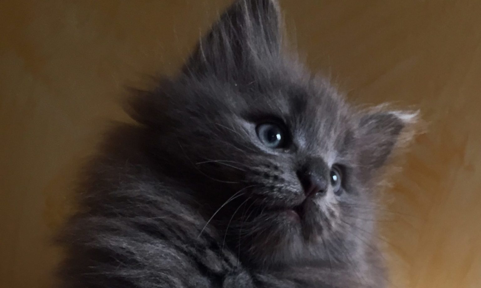 Amber Norwegian Forest Cat – Blue Lynx Cattery